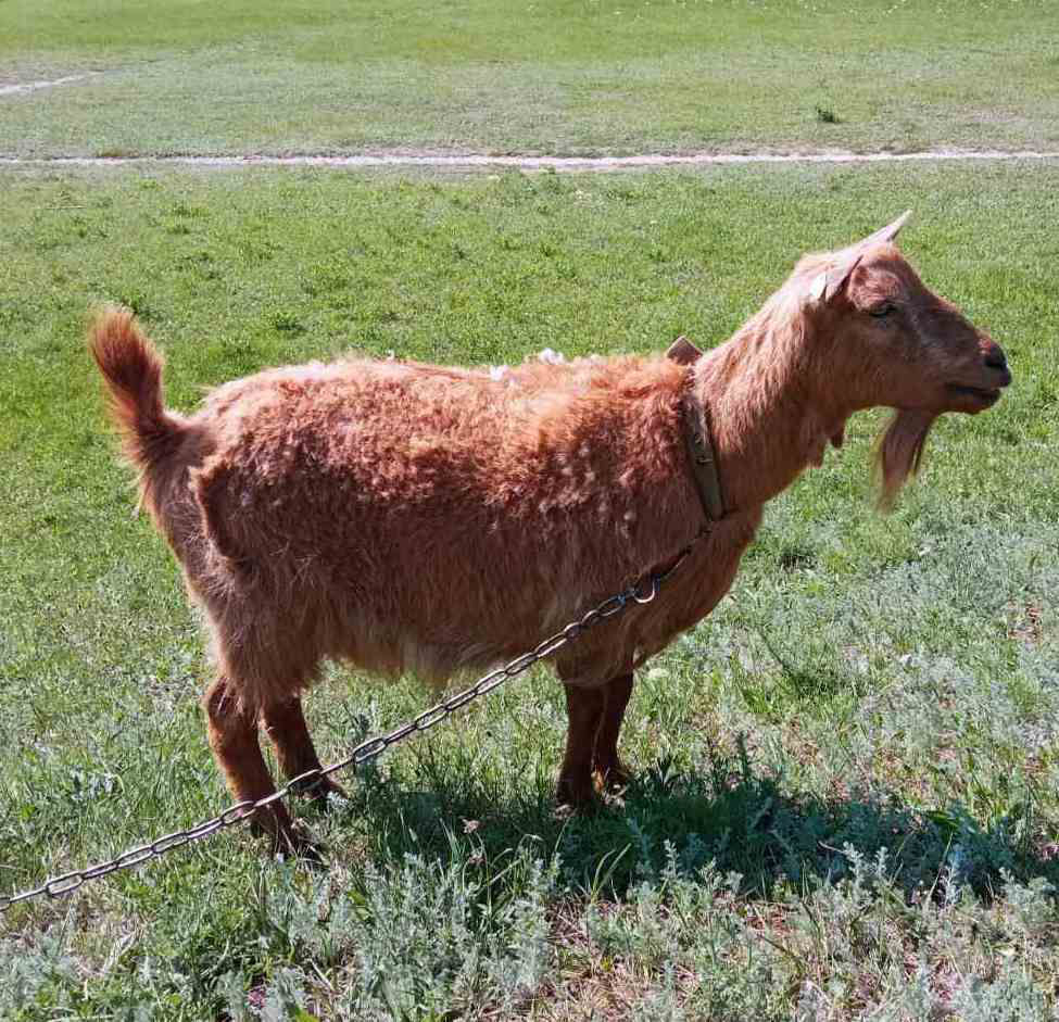 Vind caprita, 3 anisori.