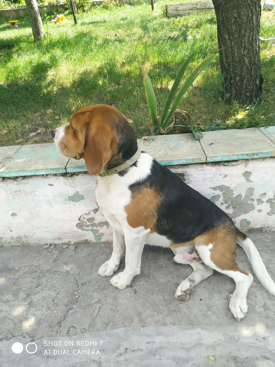 Cățel de rasa beagle