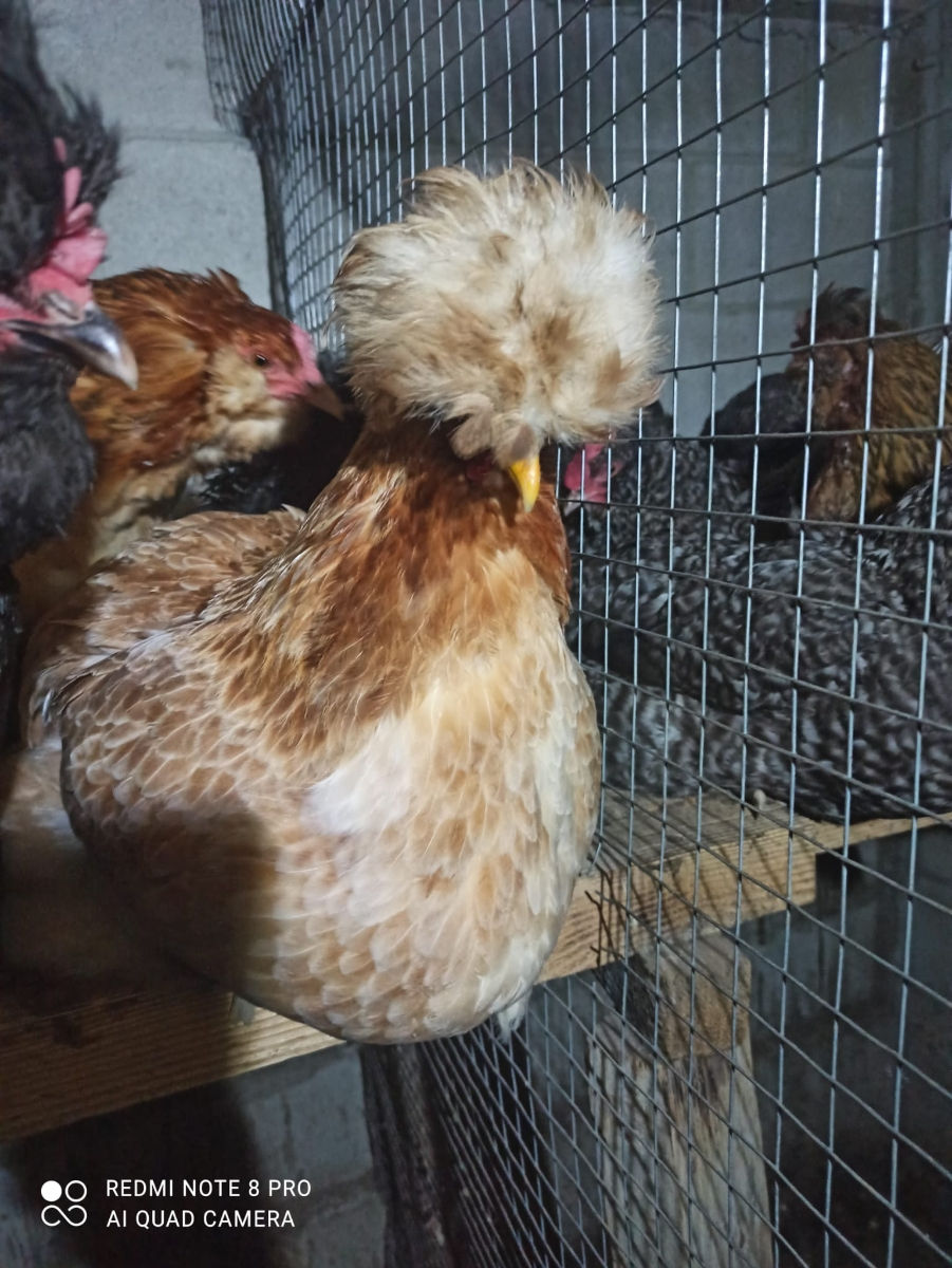 pui de la gainile din imagine (video)