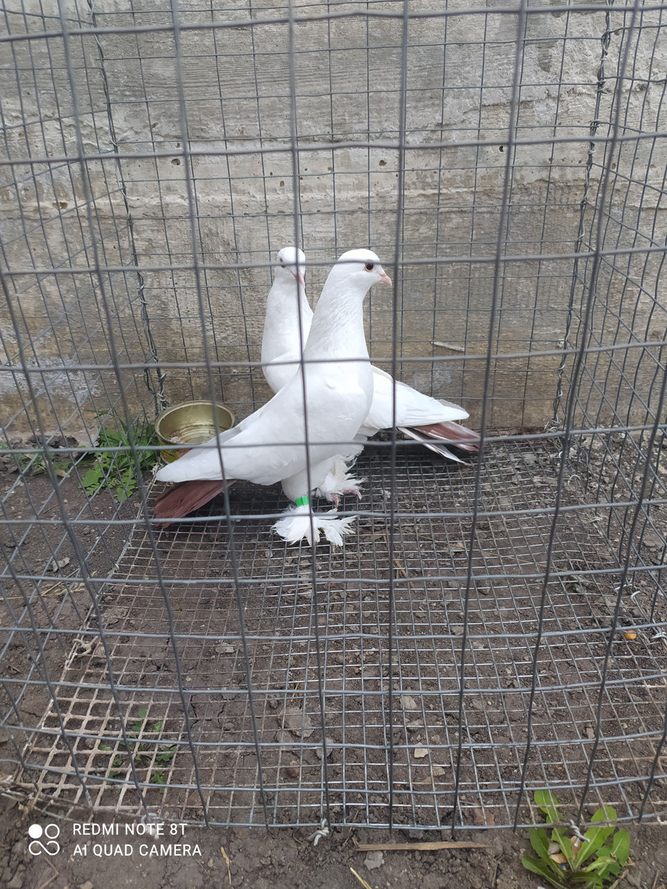 La vinzare porumbei de rasa curata