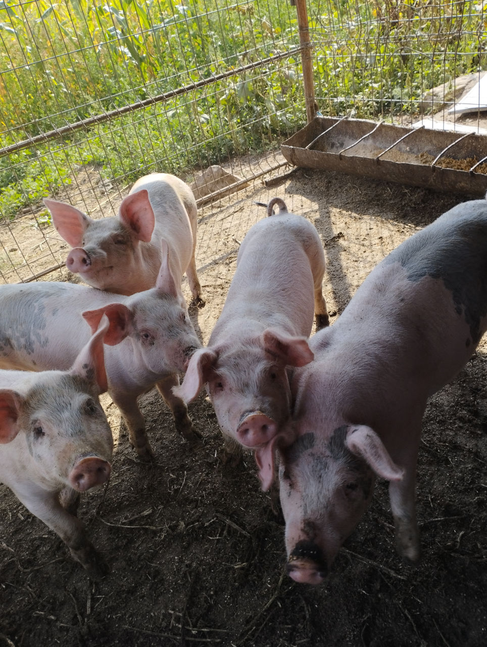 Purcei 23. 25 kg. 2000 lei