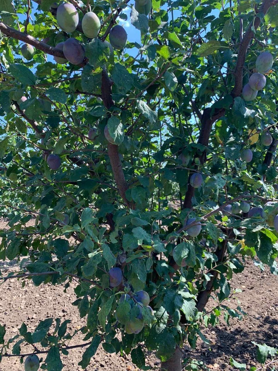 cumpar pruna pentru export