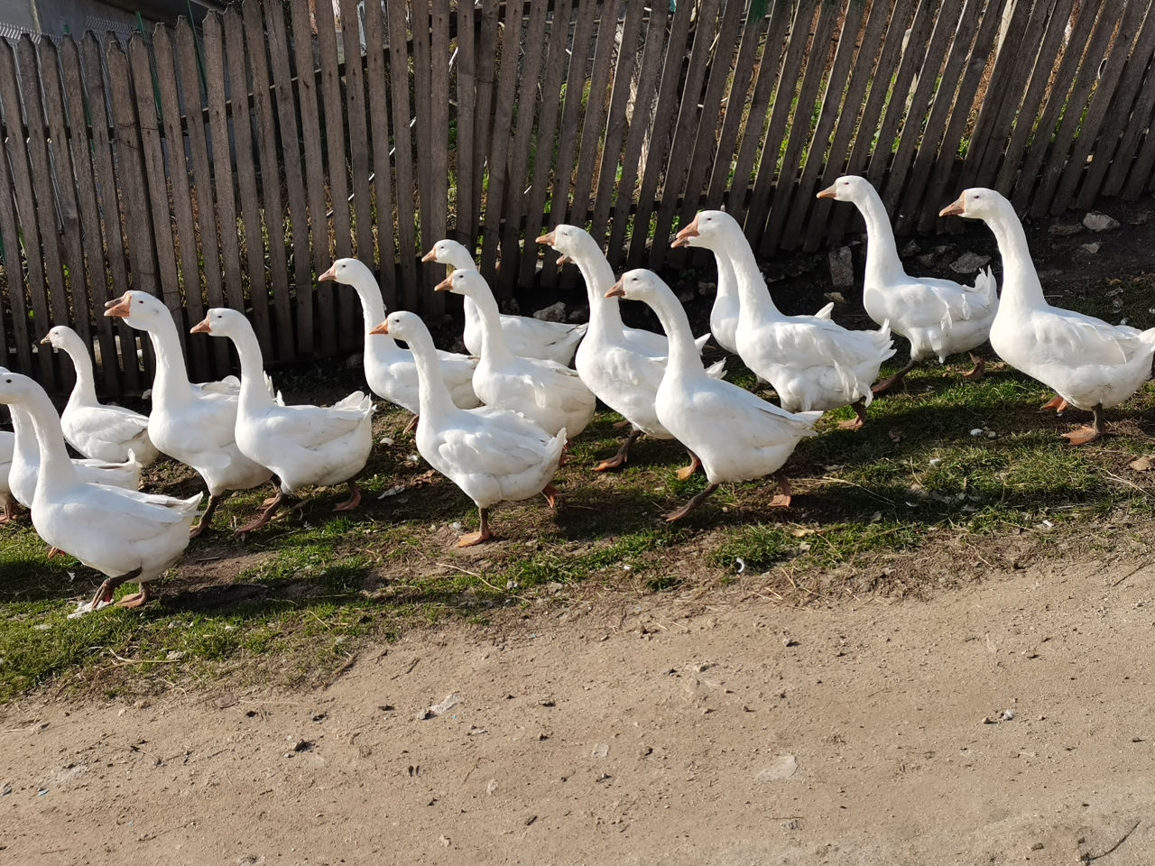 Giste crete de vinzare singure scot .stau closte