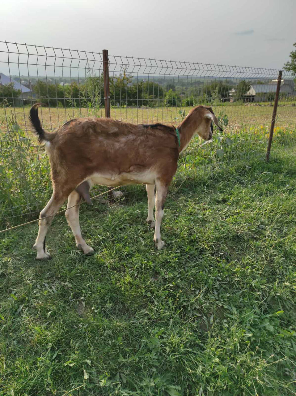 Capre mulgătoare