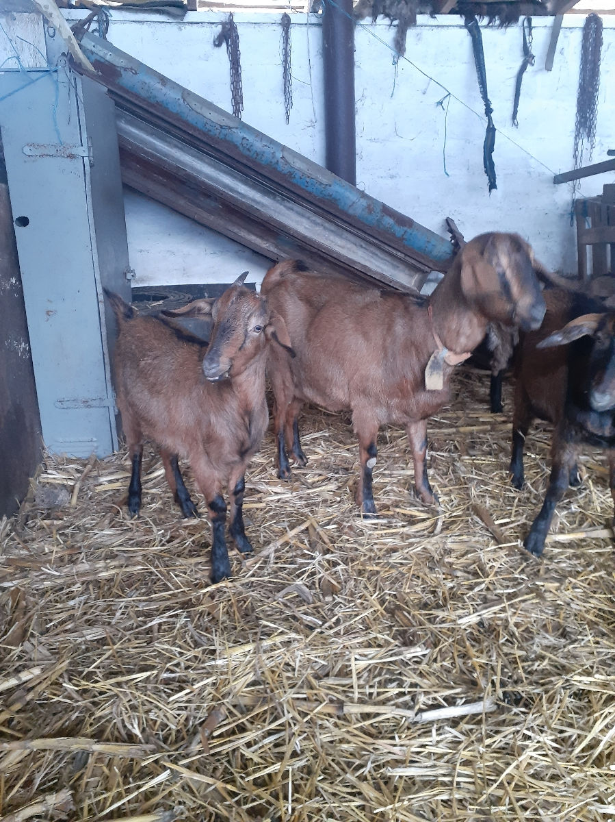 Vînd capre de rasă alpină-franceză cu nubiană