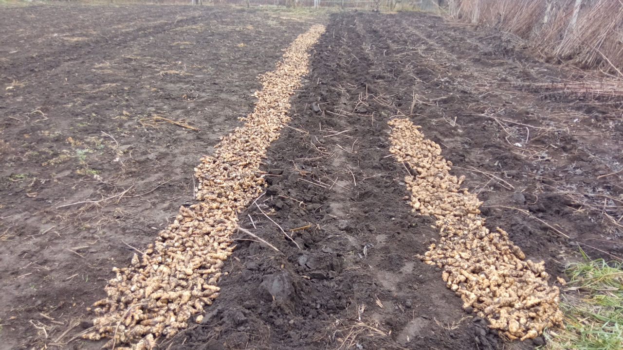 Făină de topinambur și felii uscate de topinambur