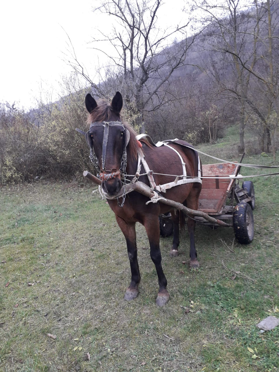 Vînd iapă!