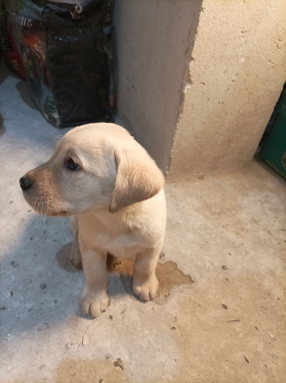 Vind căței de Labrador