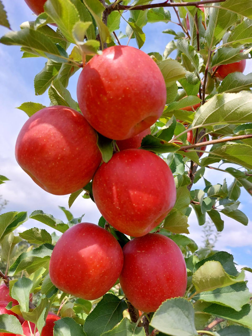 Mere Red chief, Champion, Florina, Idared, Golden