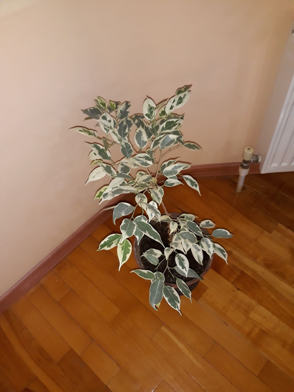 Vind floare de camera