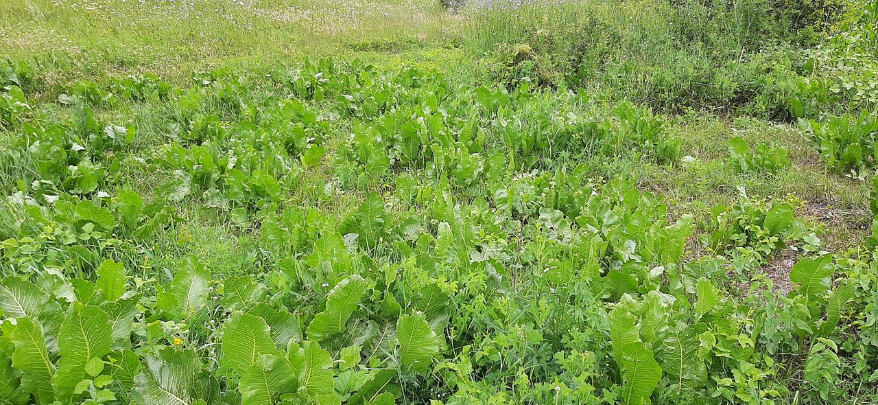 Frunze de hrean хрен