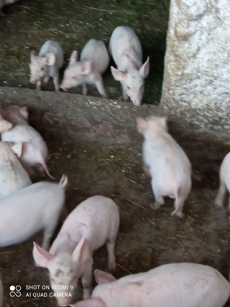 Vînd purcei mici frumoşi tinerei 10 bucăţi