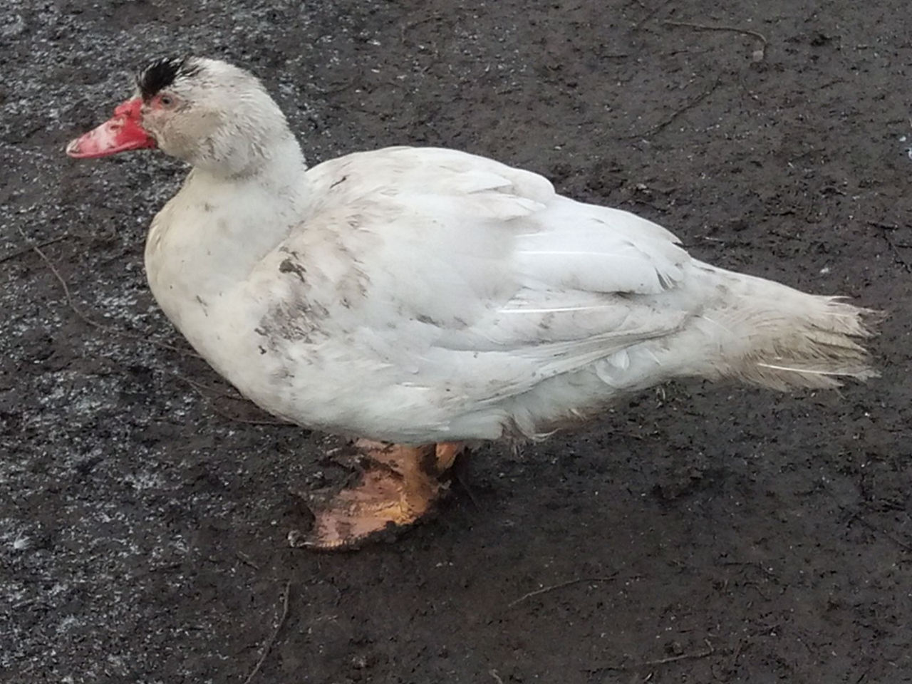 Se vinde mascul de rasa Germana are 3 luni. Poza 1.2.parintii.