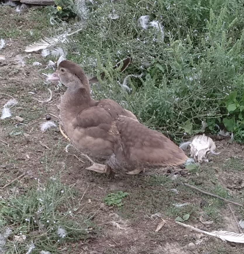 Rățuște mute, bibilici.gisti.curci