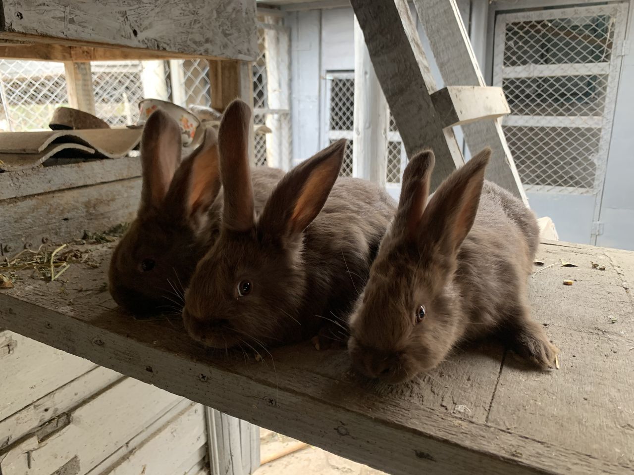 Fluture German-havana