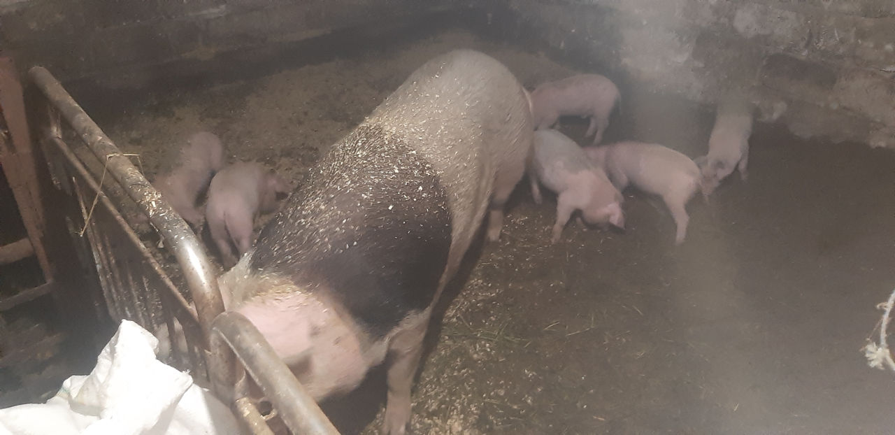 Vind purcei mici de7 saptamini sapte la numar se vind toti gramada nu cite unu cu1000 bucata