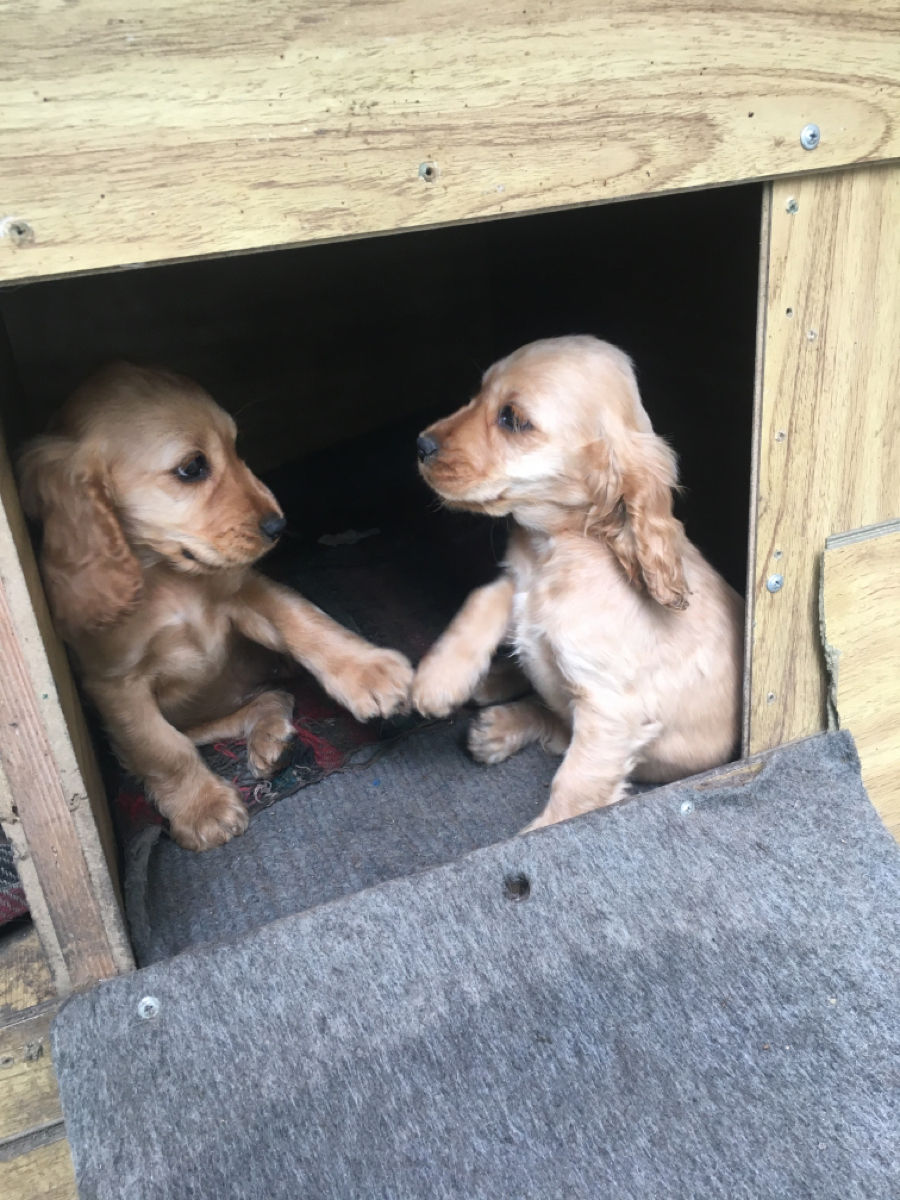 Cocker Spaniel Englez