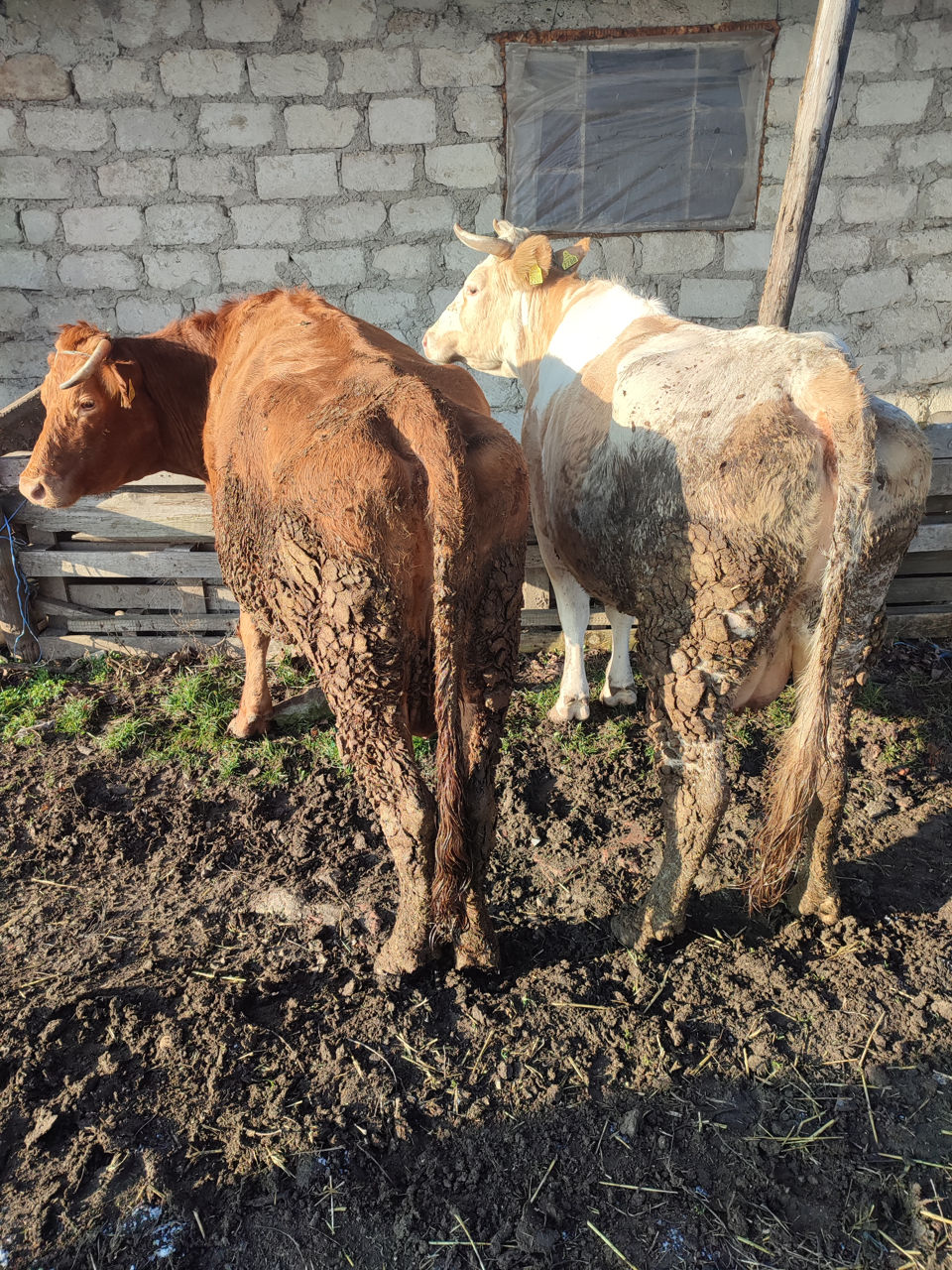 Doua vacute productive recent fătate