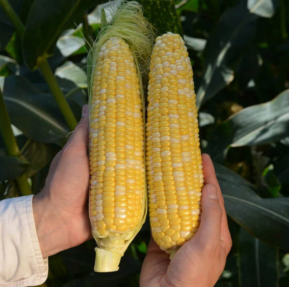 Porumb dulce bicolor