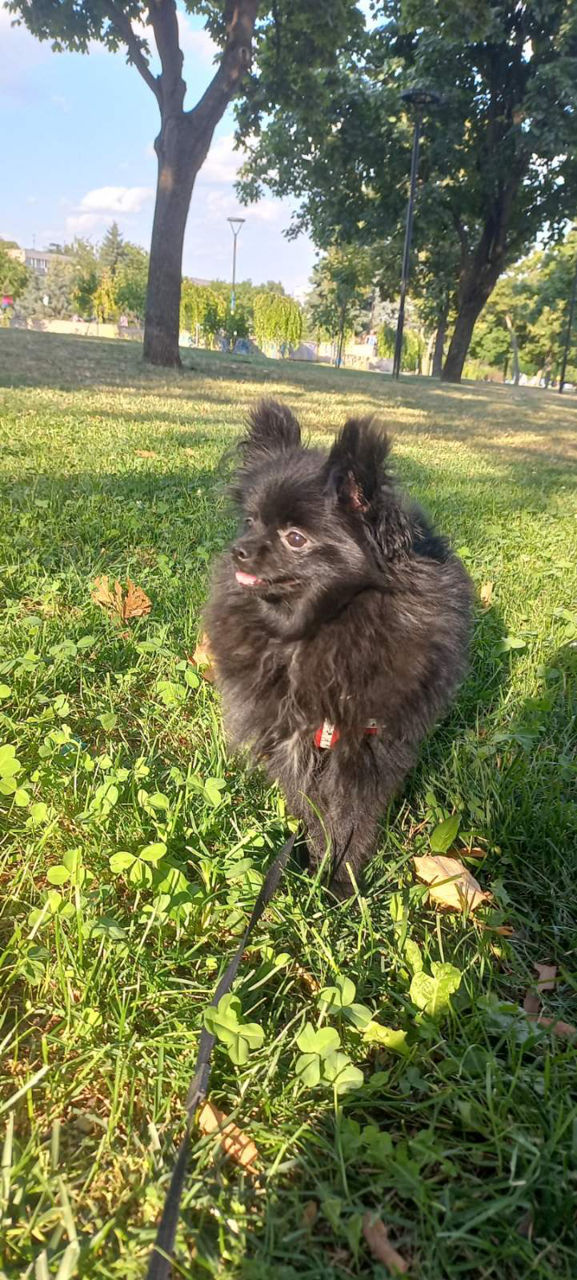 Anunt De vanzare: Spitz pomeranian