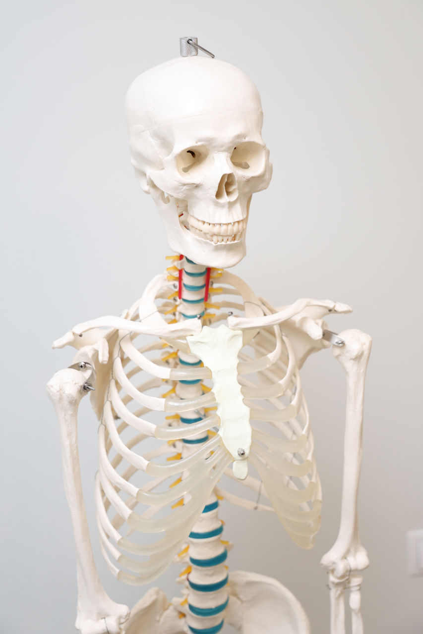 Schelet uman anatomic – mărime naturală (model didactic 3D)