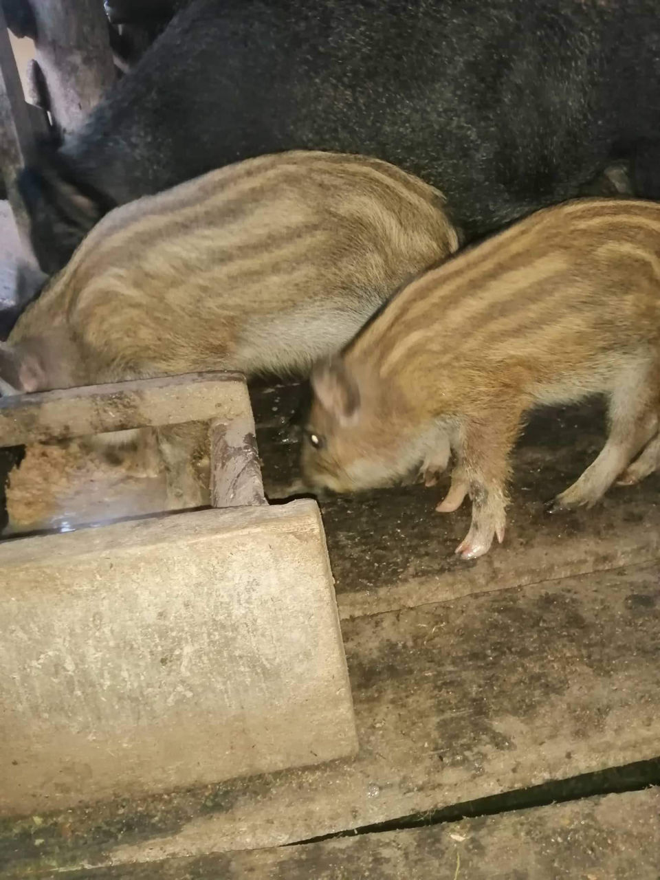 Vînd porci mistreț