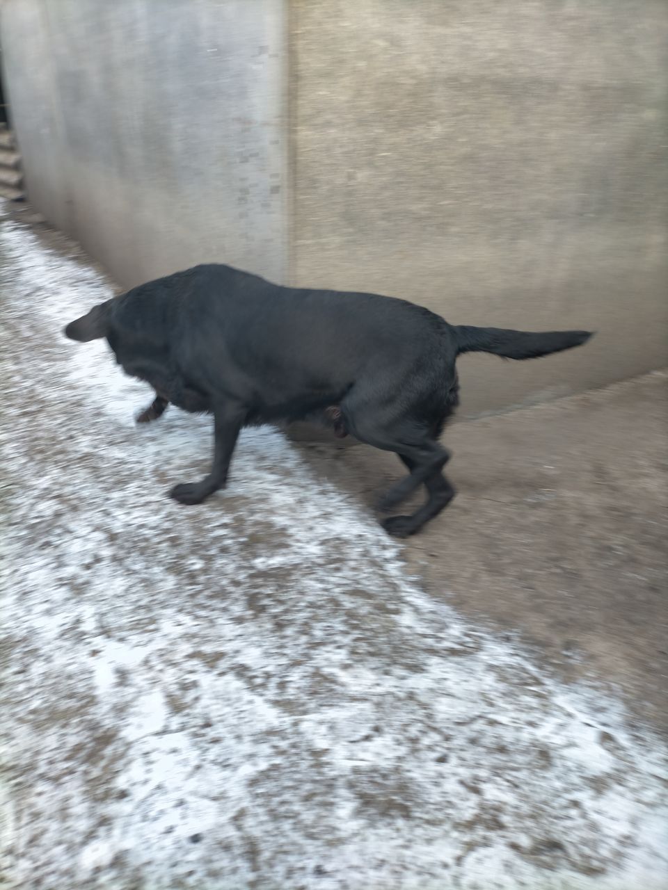 Lambrador vind nu scump ori schimb