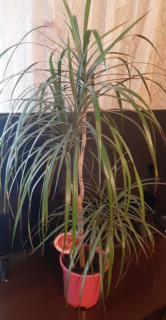 Vând floare DRACENA