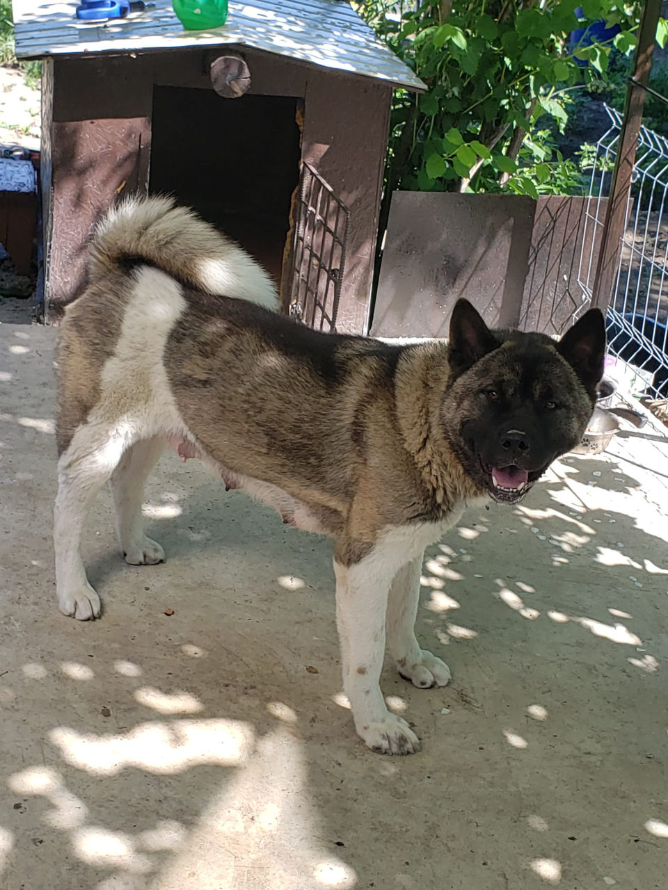 Vind catei achita americana