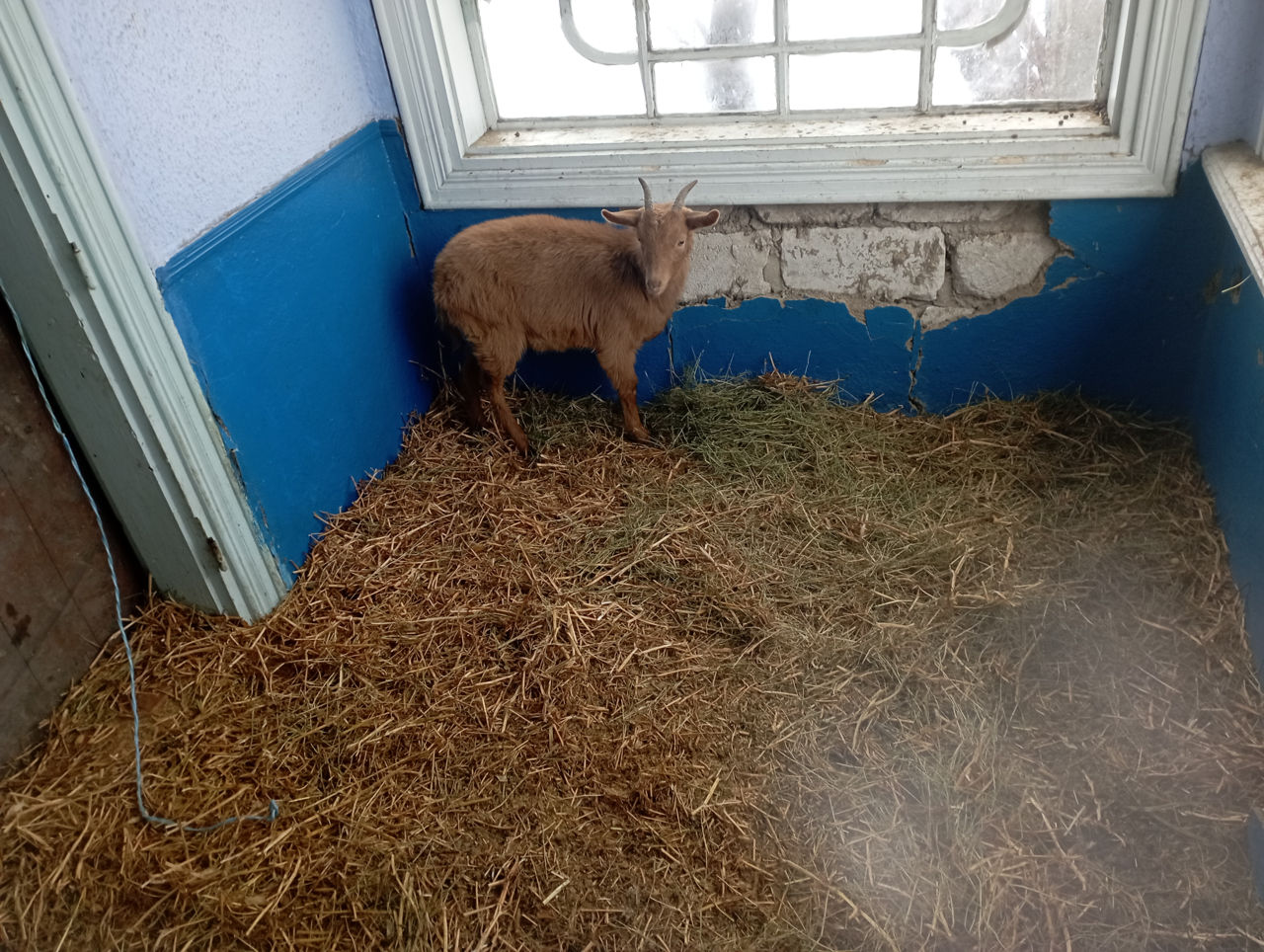 Vindi edita de rasa murceana