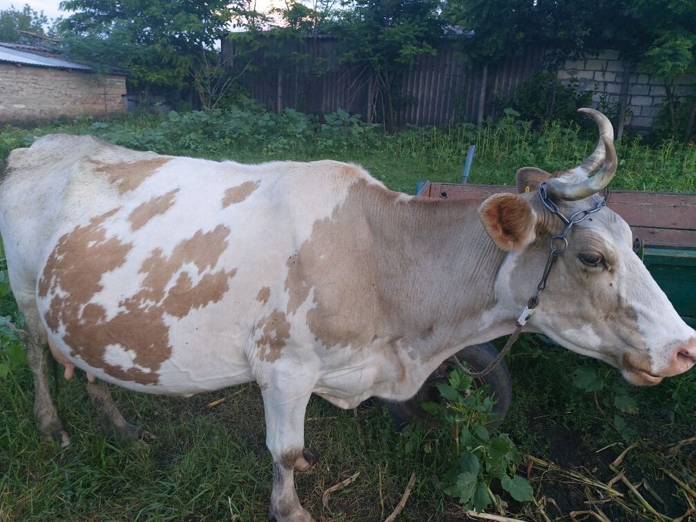 Vaca buna de lapte si vitica