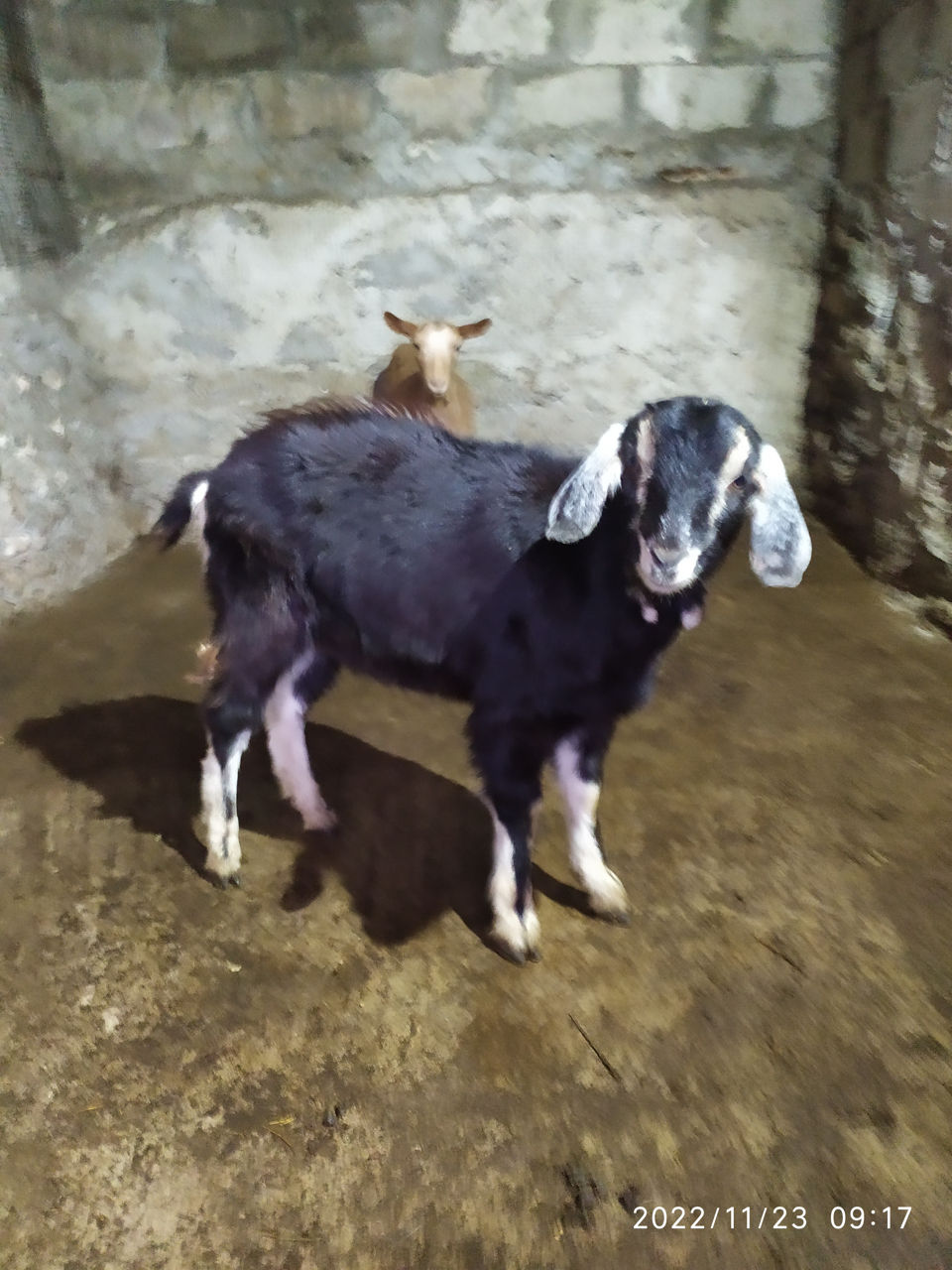 Vînd capre și țap Angloa nubian