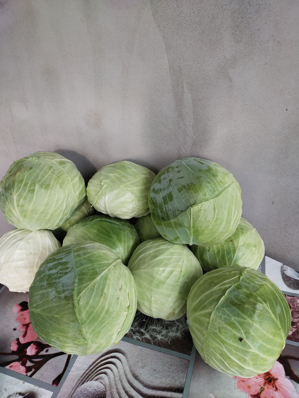 Varza de vinzare Marlo