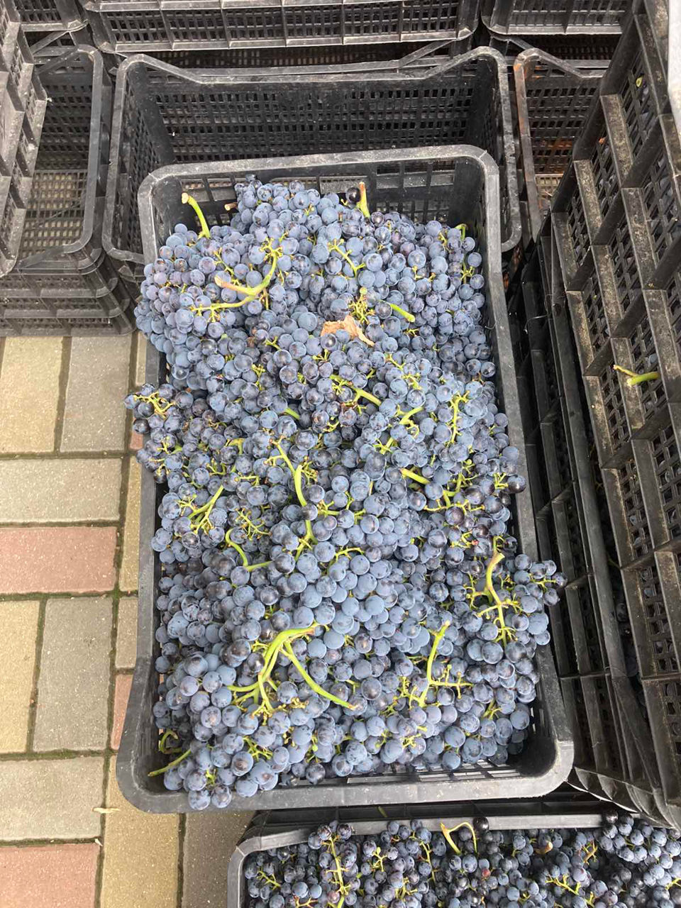 Poama Merlo pentru Vin