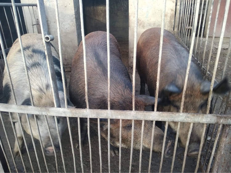 Vând porci 140-160 kg