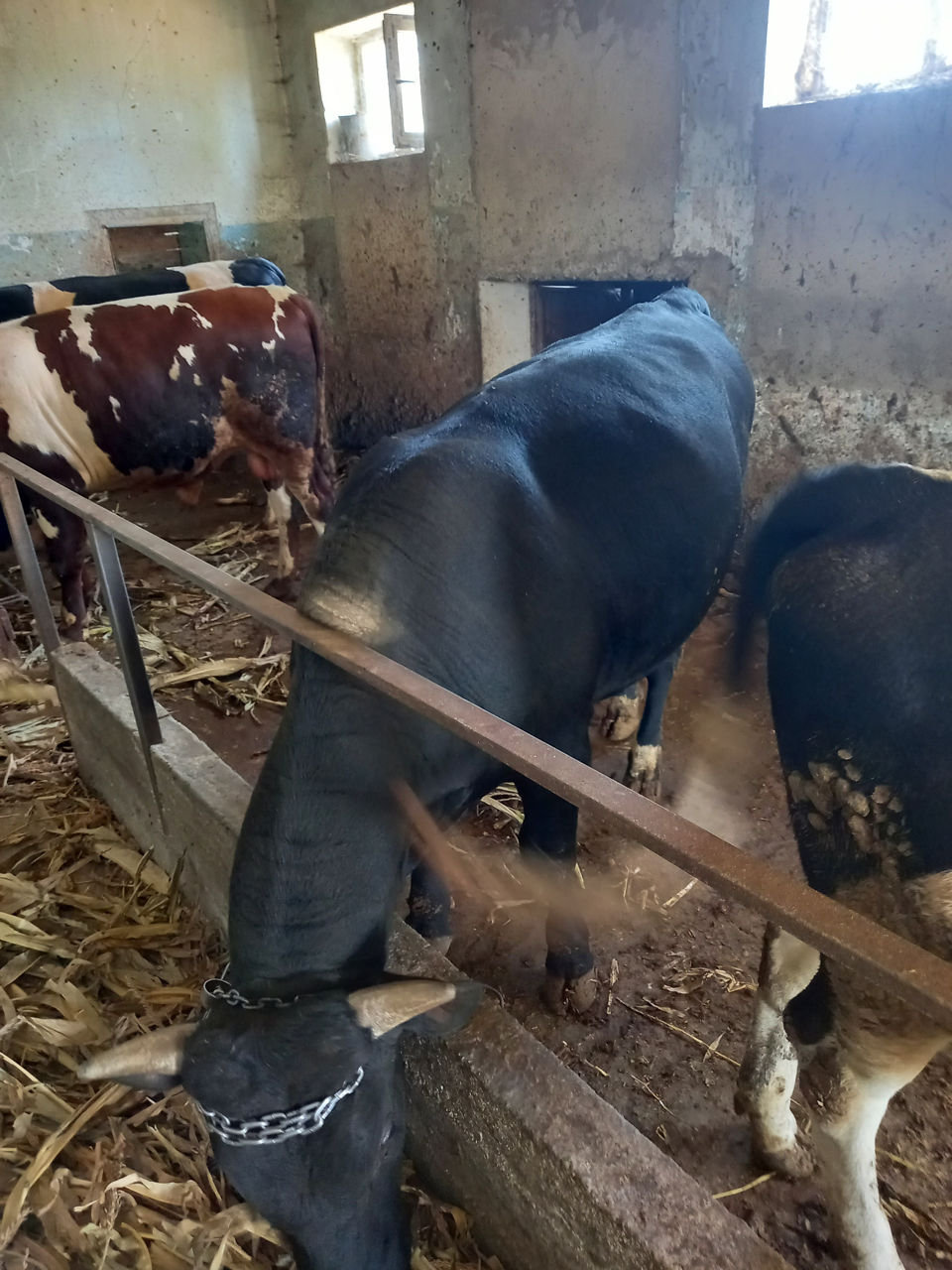 Se vind 3 viteii 500kg