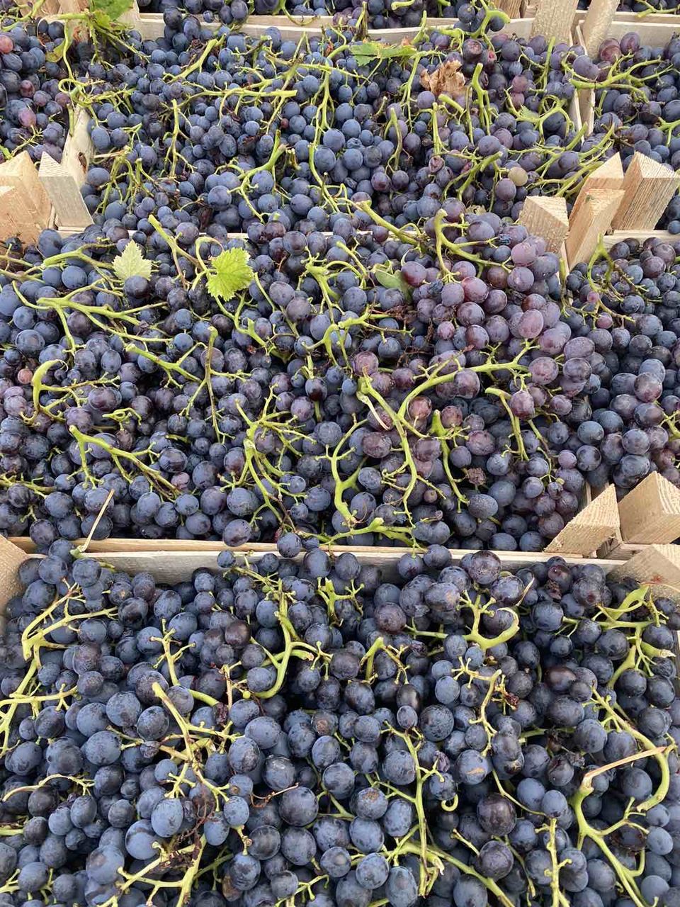 Struguri muscat de hamburg