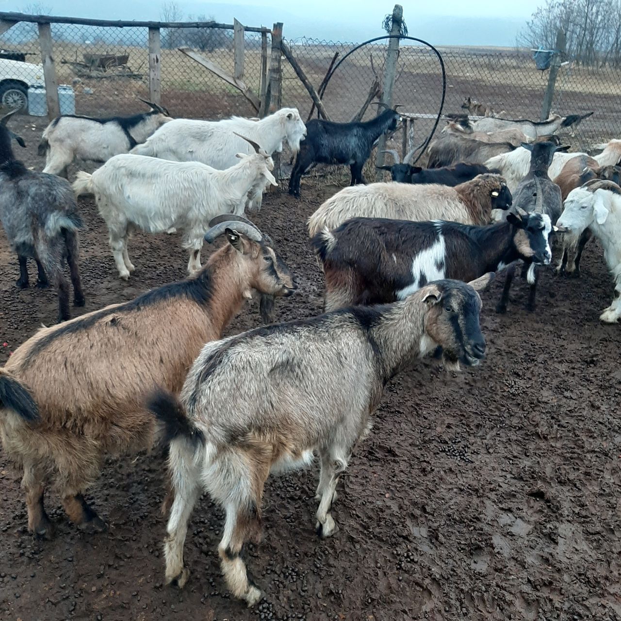 Vind 50 de capre foarte bune de lapte