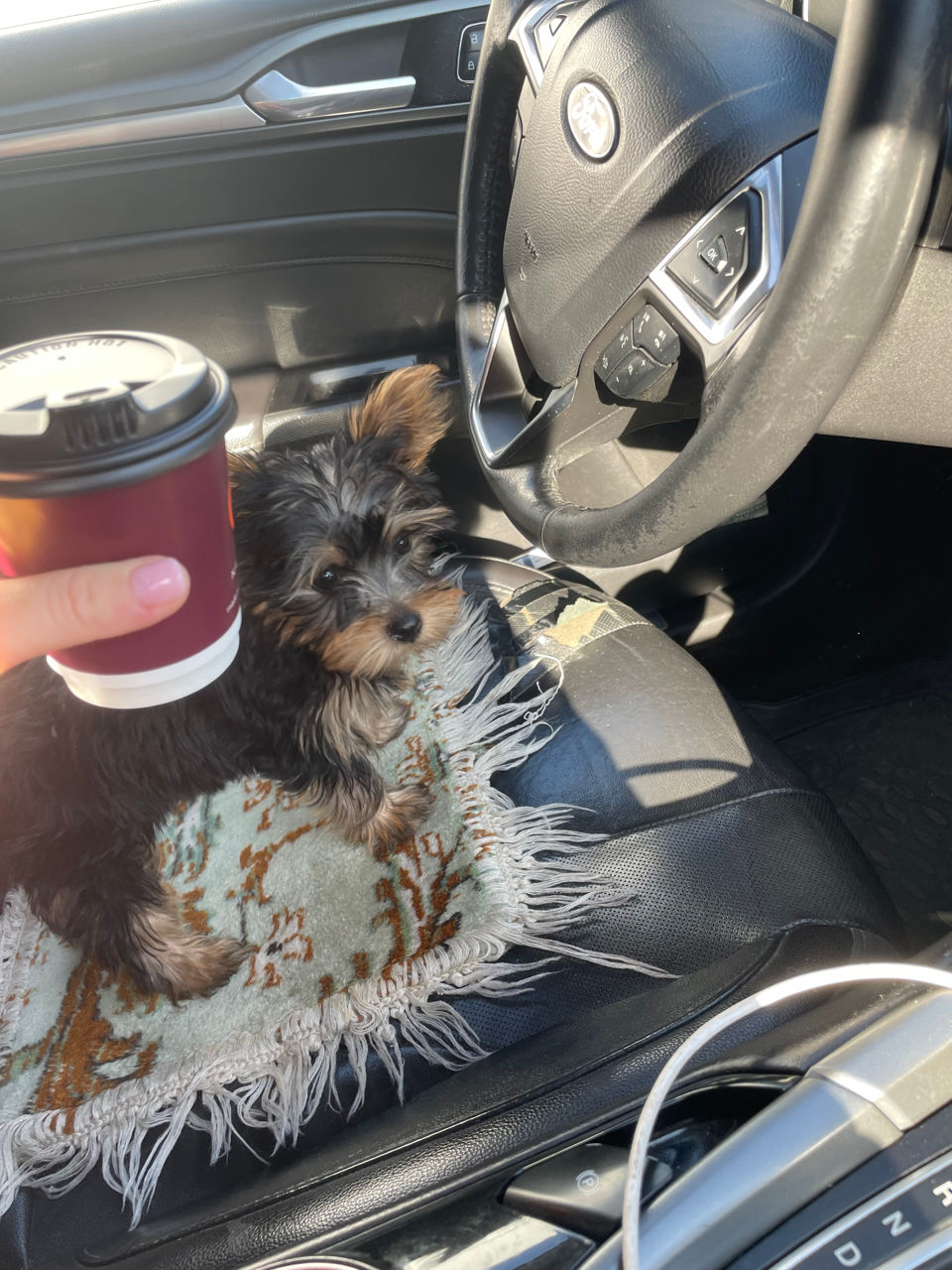 Se vinde mini york fetița