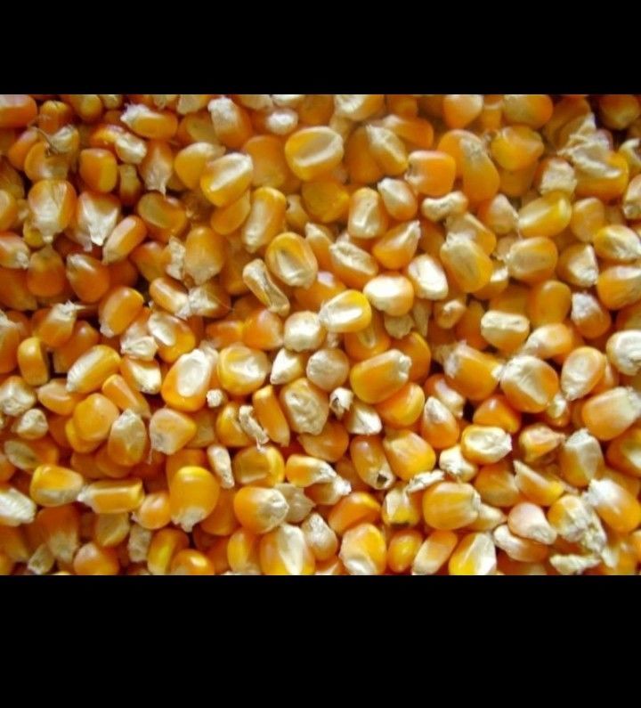 Продам кукурузу в мешках урожай 2021 года Цена 3 лея
