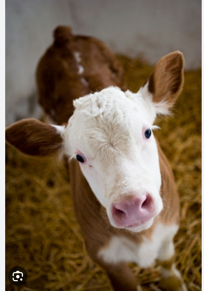 Vind viței de rasa simental