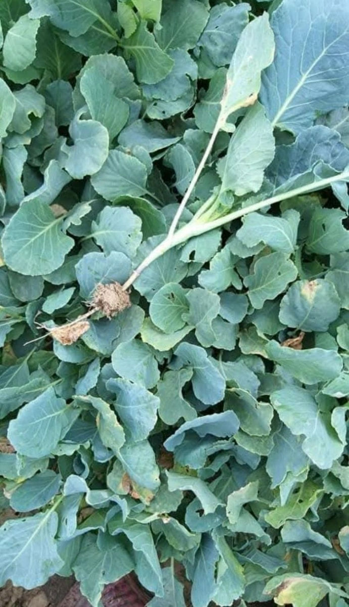 Varza de Buzău, rasada