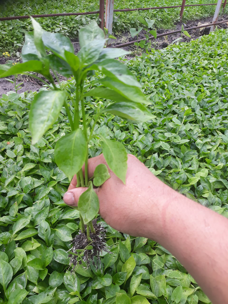 rasad de vinzare de gogosa,ardei dulce paleot,capia s.a 40 bani sau 250 ...