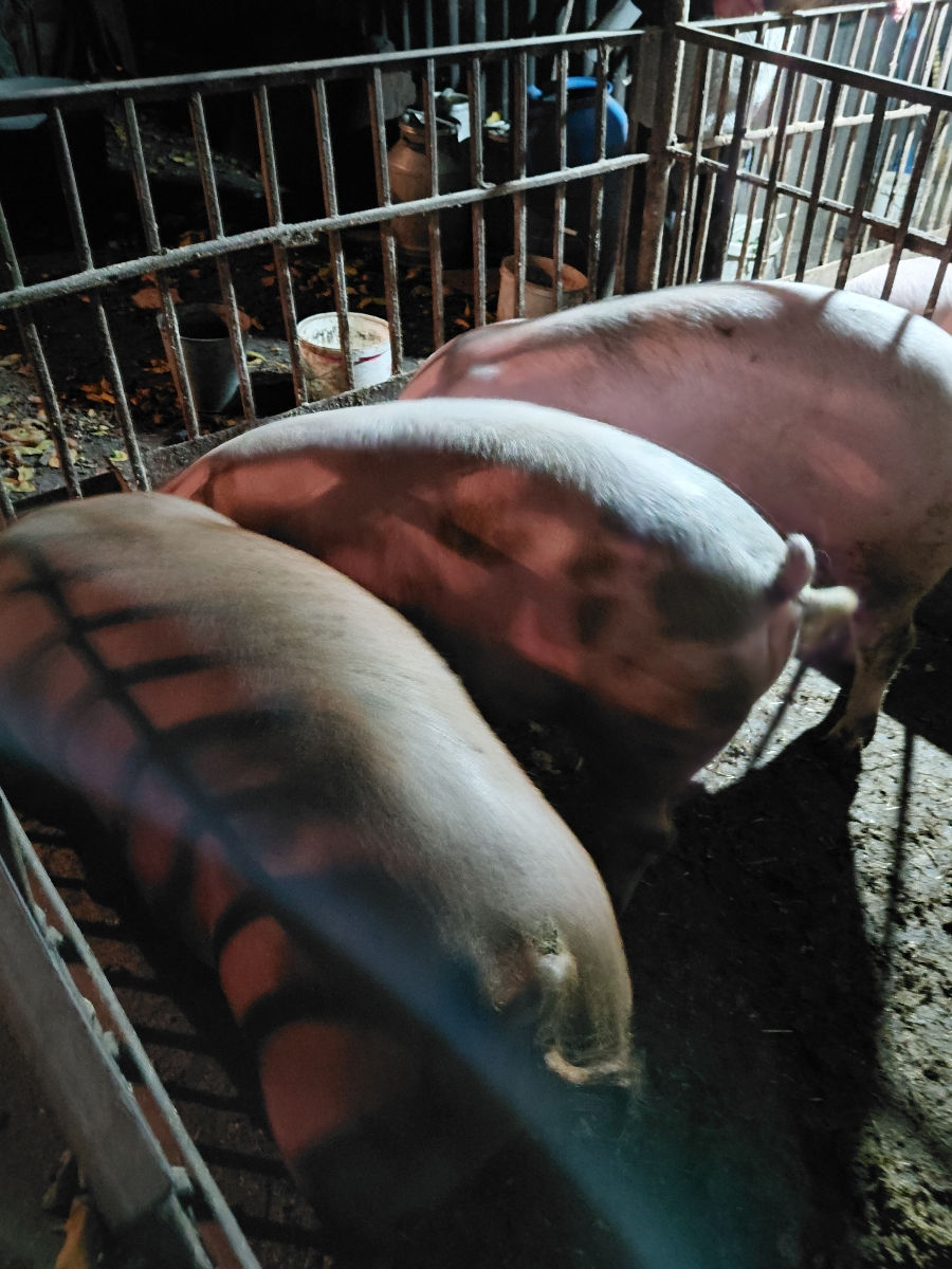 Vind purcei cu multă carne 100-120kg