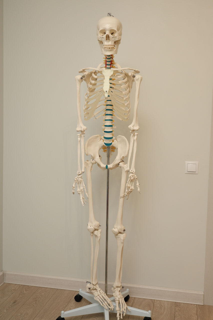 Schelet uman anatomic – mărime naturală (model didactic 3D)