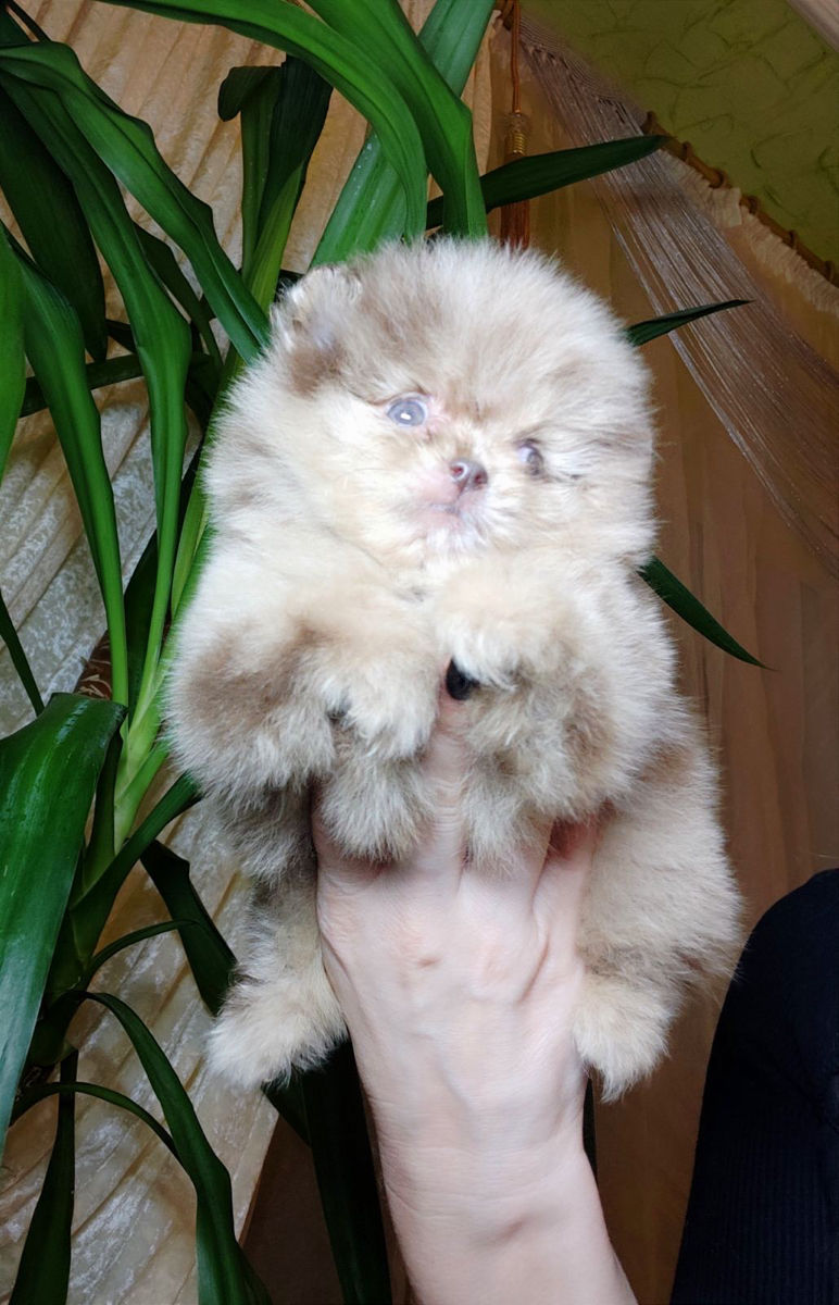 Mini spitz pomeranian