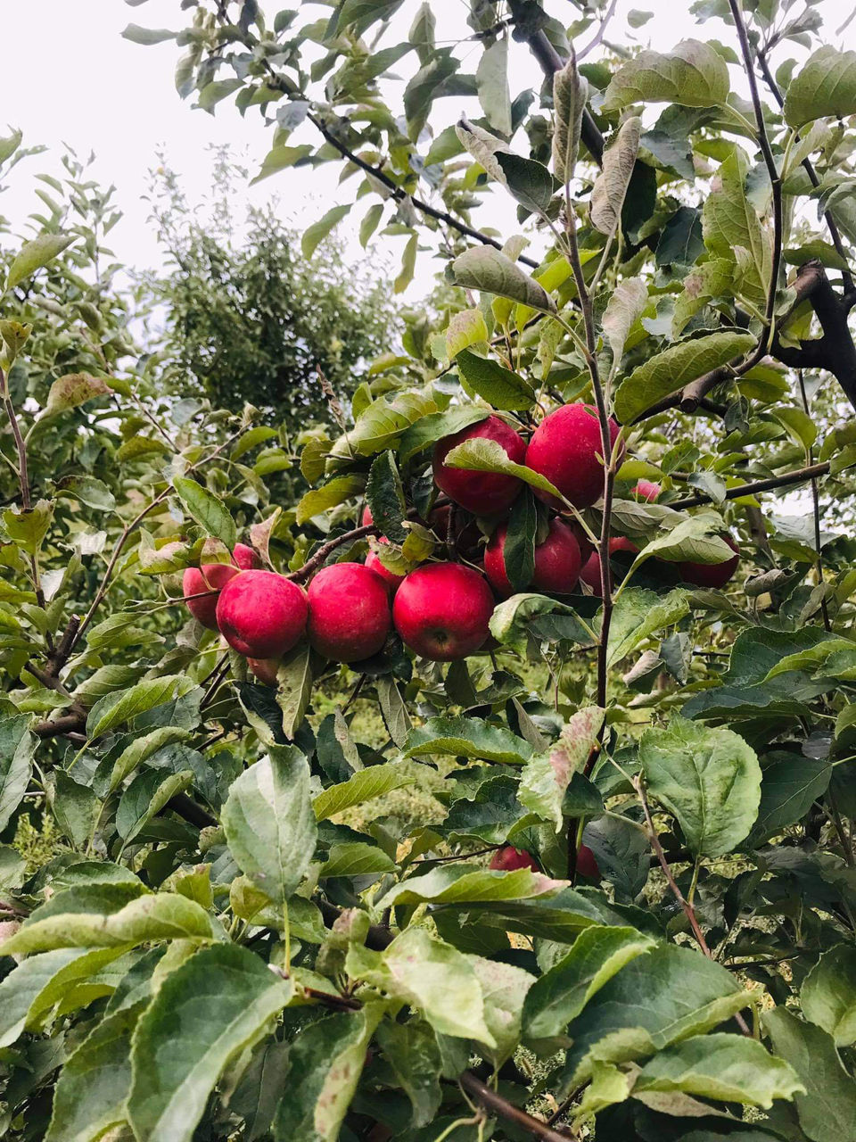 Vând mere Golden Delicios,Florina