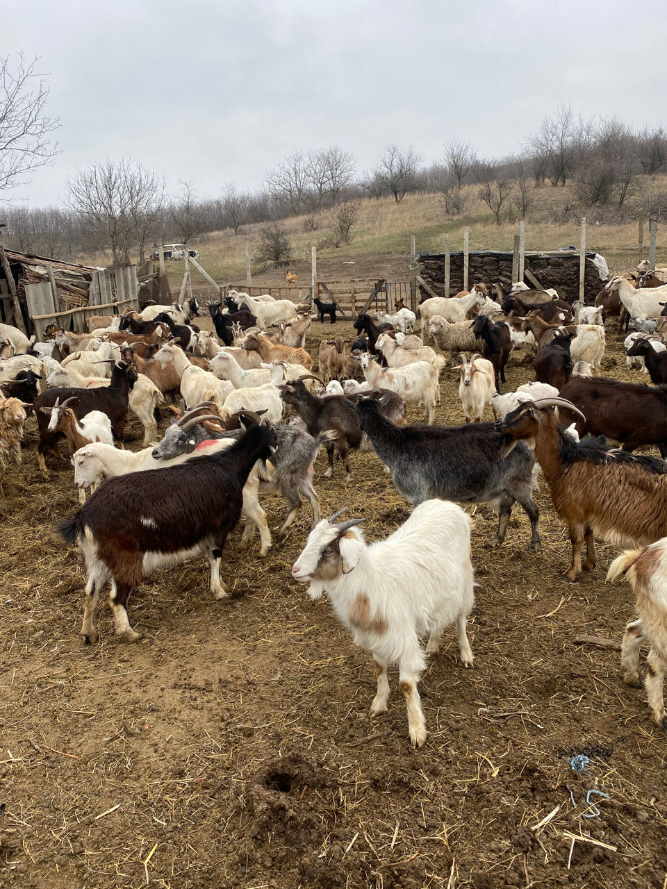 Cumpar capre tapi oi berbeci cirlani la carne ! Закупаем козы овцы ...