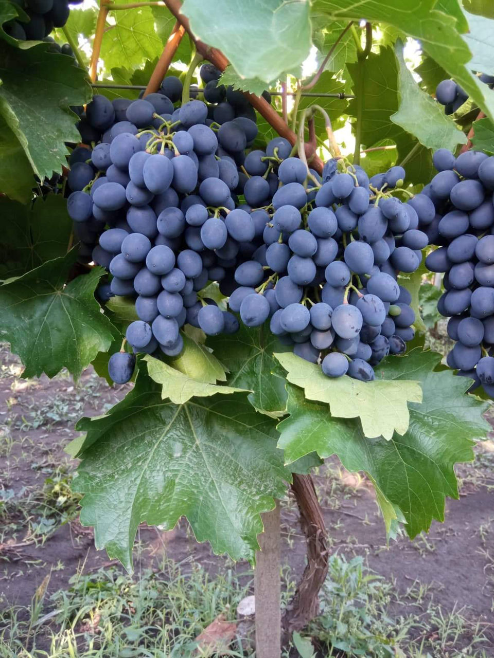 Vând struguri Moldova pentru export