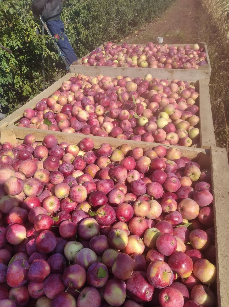 Mere Florina Idared Golden